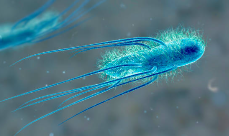 How To Cure Food Poisoning